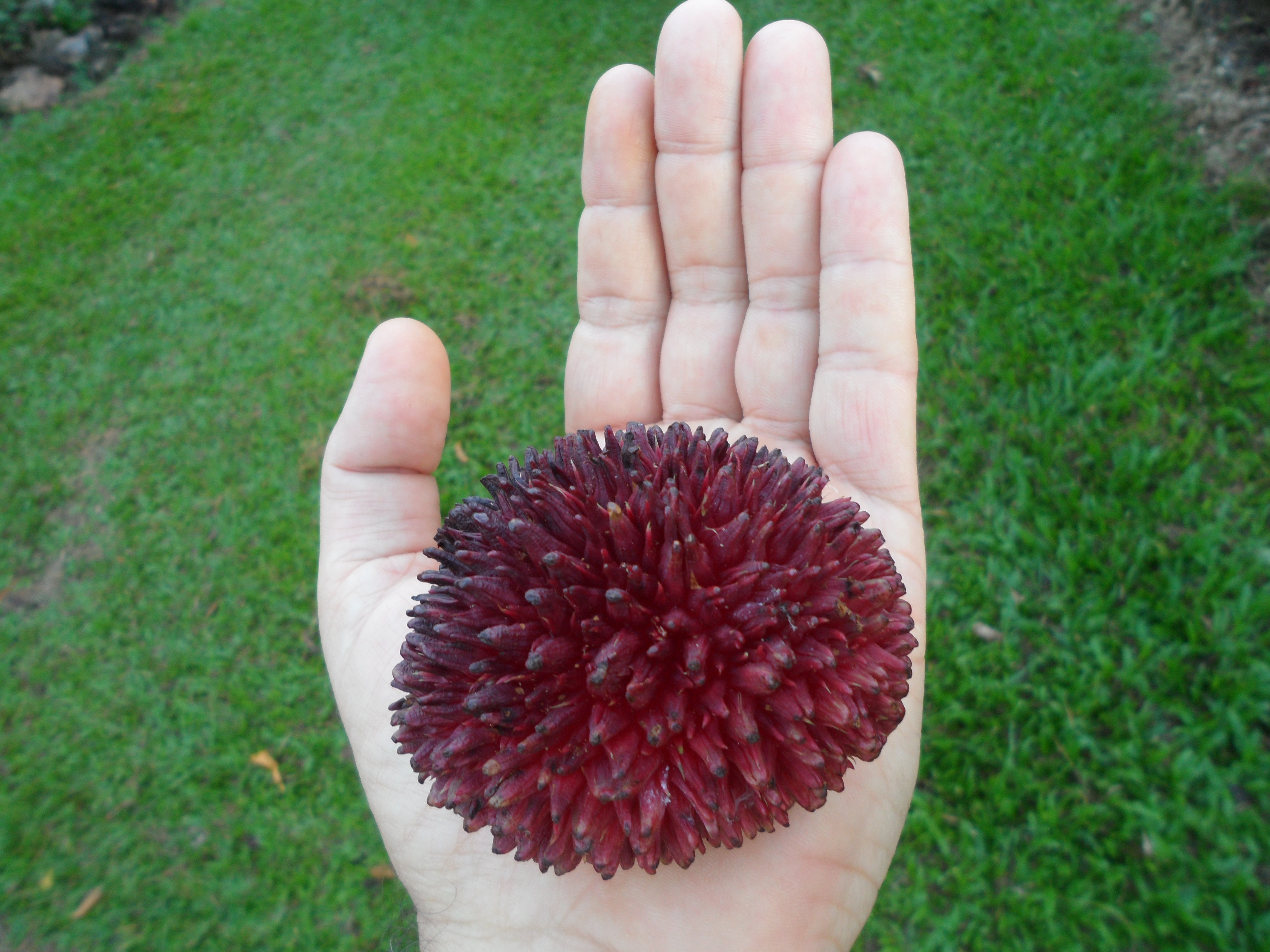 Forum Rare Fruit In Maket