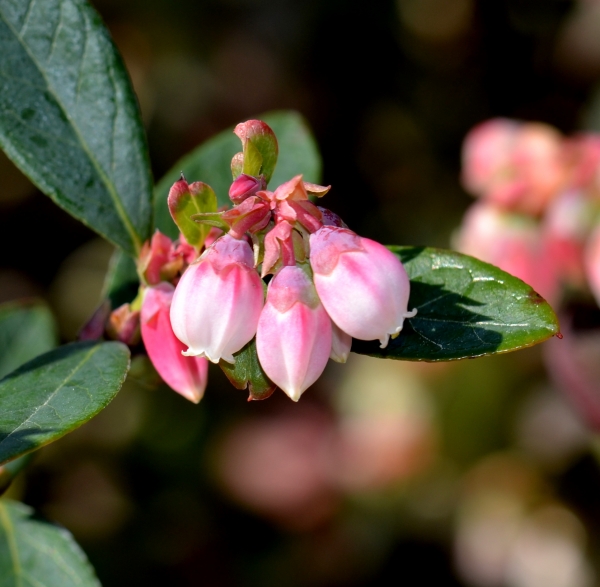 Blueberry Sunshine Blue Tree Vaccinium Spp