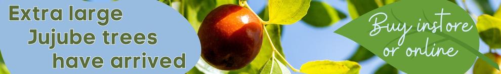 My Edible Fruit Trees: Eta SA