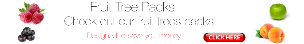 Lychee Tree - Litchi chinensis