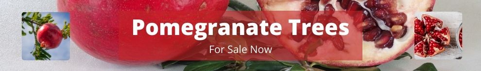 Buy Native Rosella Hibiscus Plants/Shrubs (Hibiscus heterophyllus)