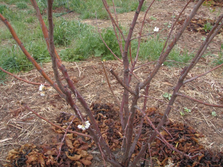 Forum: Cold, wet spring