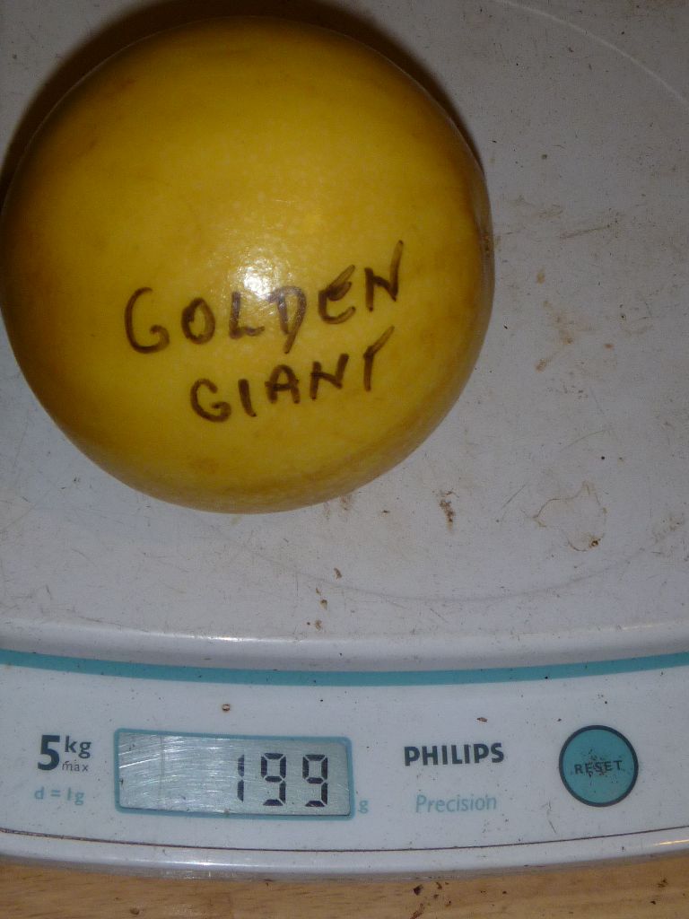 Forum: Don Ellison passionfruits