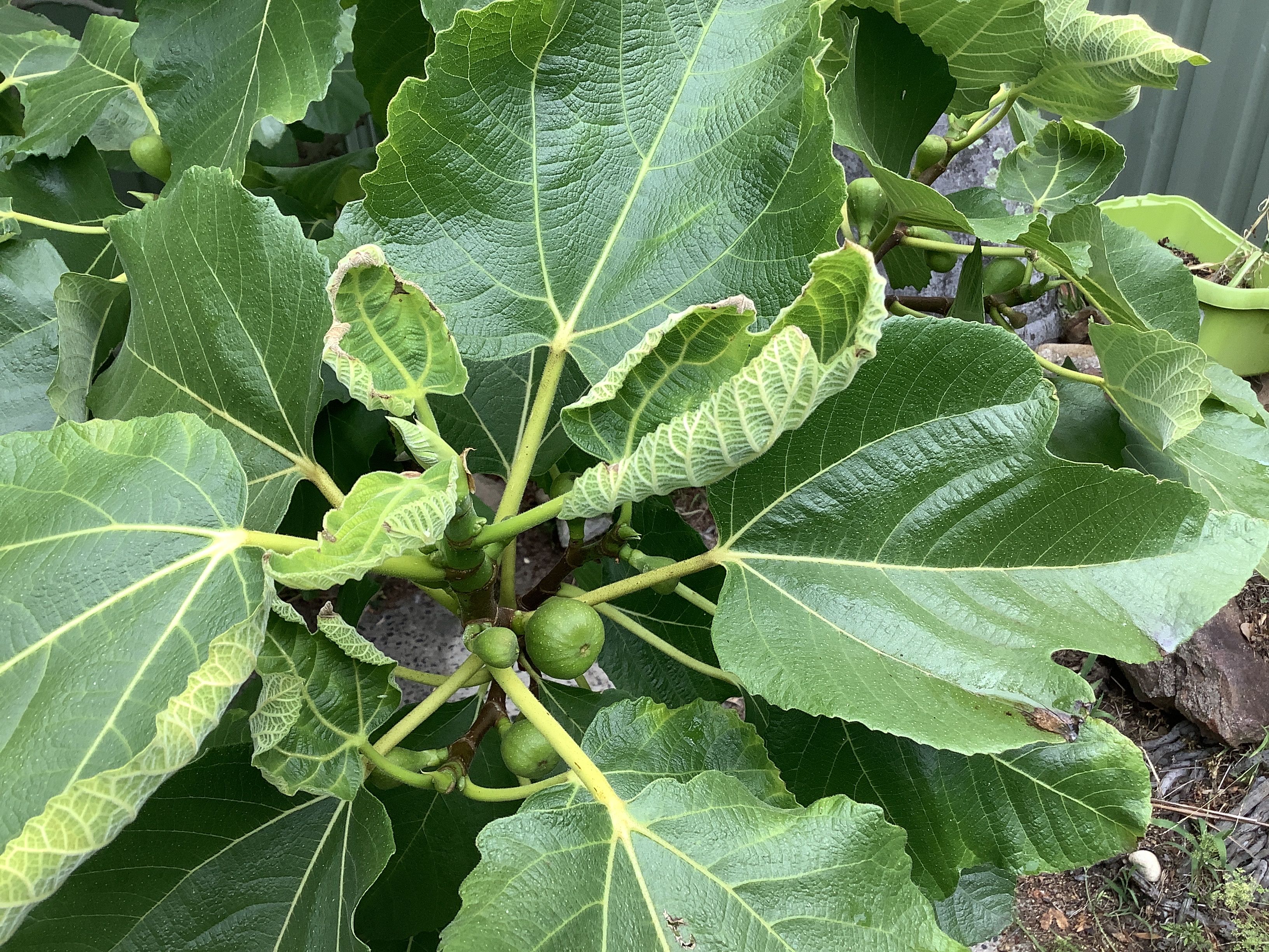 Forum Fig Leaf Curl