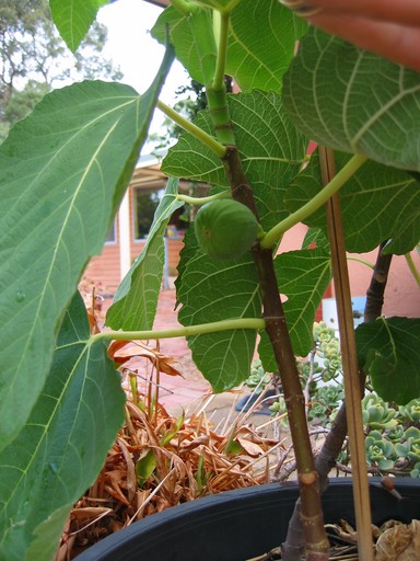 Forum: figs: ID & watering