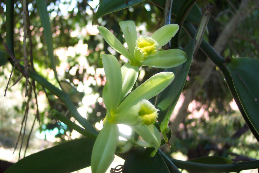 Forum: Growing vanilla on the goldcoast