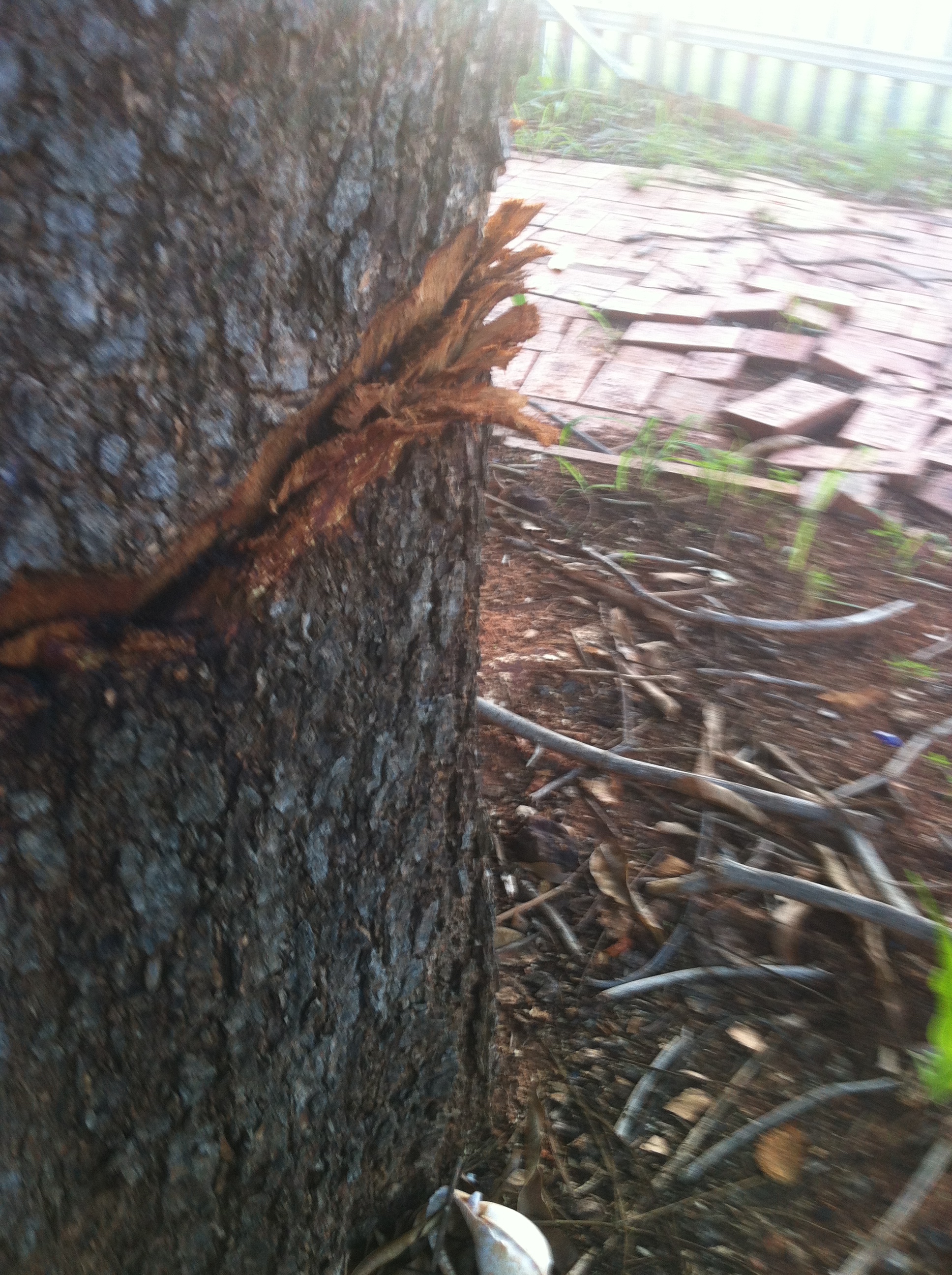 Forum: Have my mangoes been ringbarked?