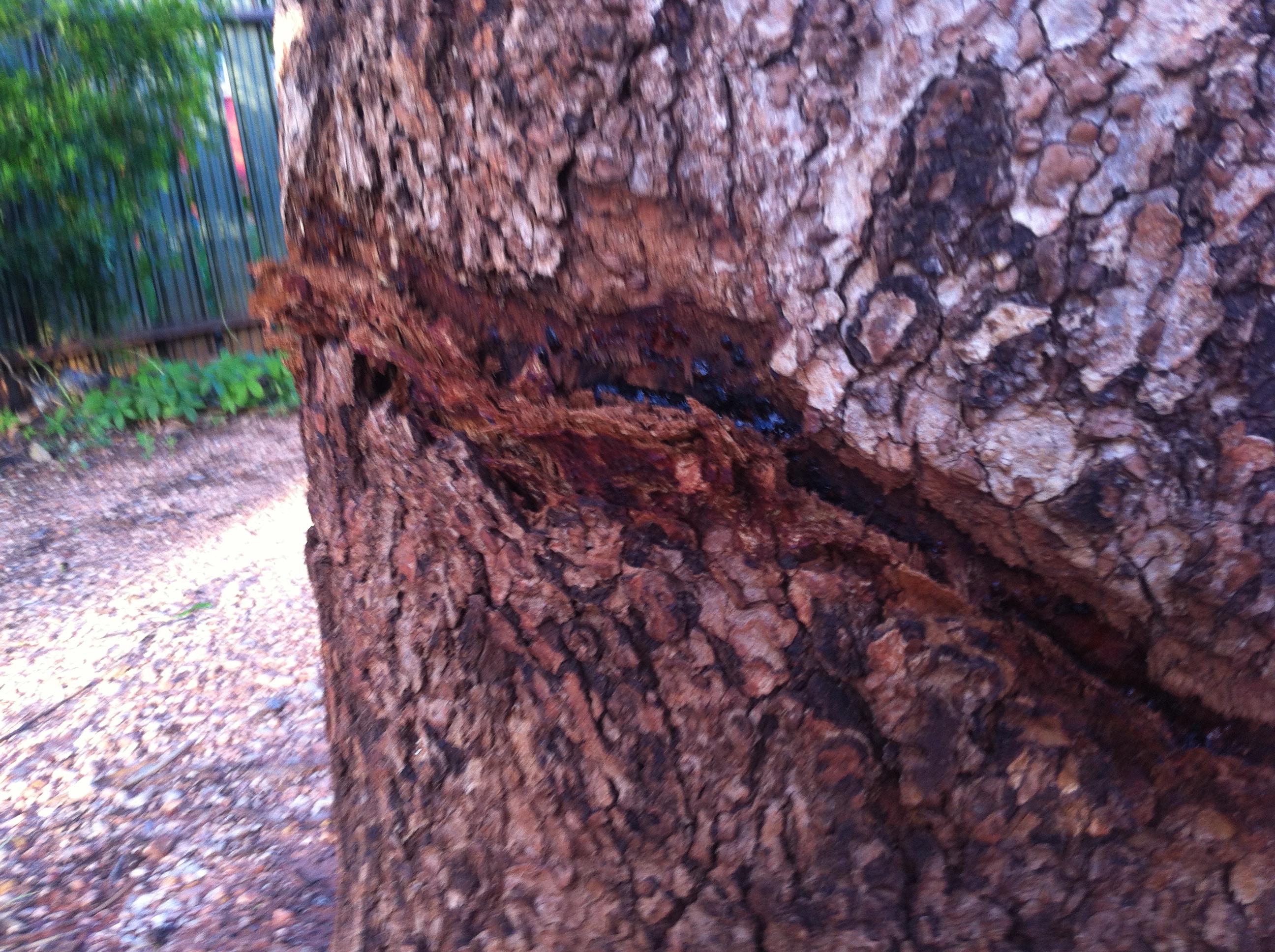 Forum: Have my mangoes been ringbarked?