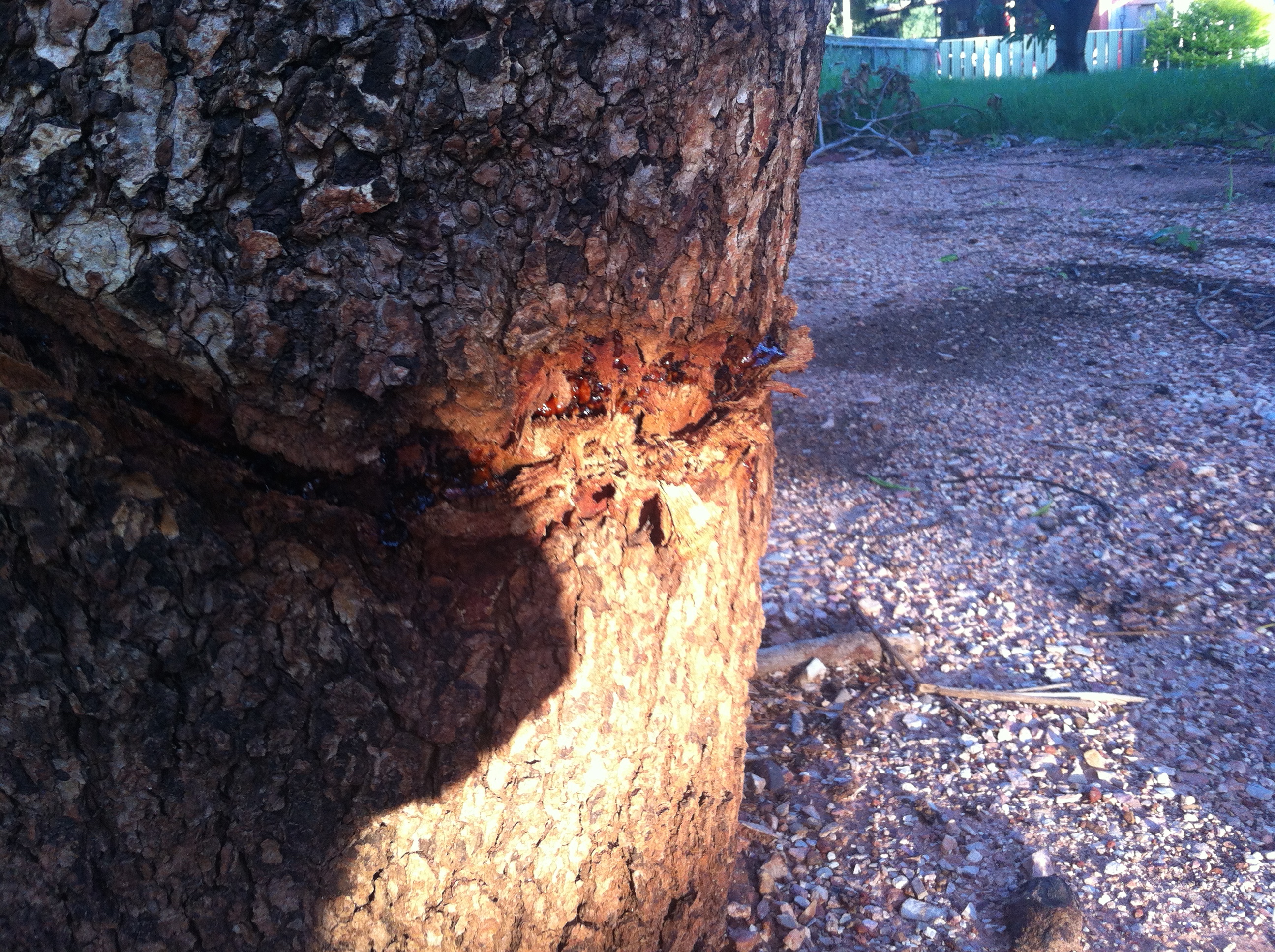 Forum: Have my mangoes been ringbarked?