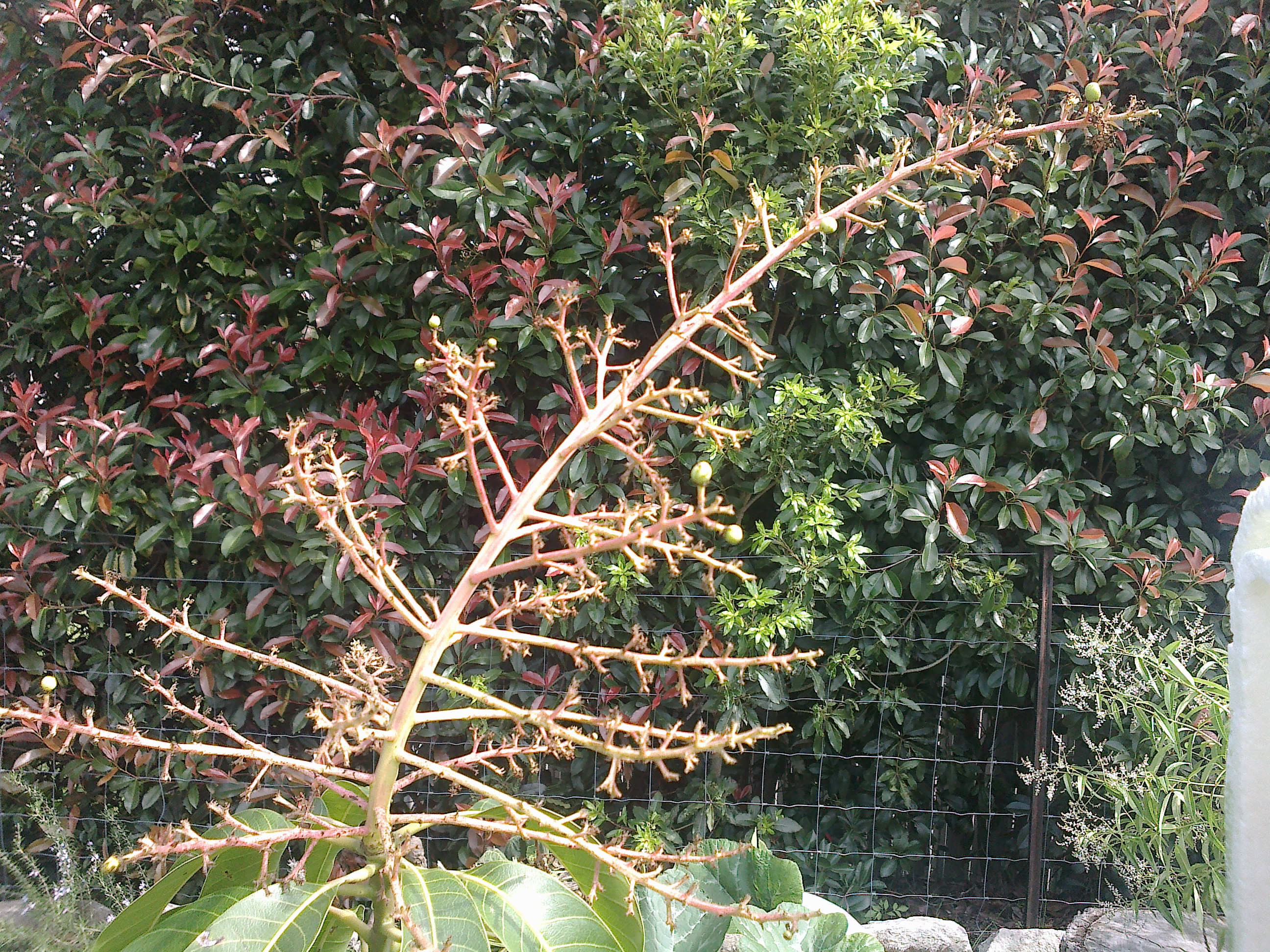 Forum: Kwan mango flowering non-stop