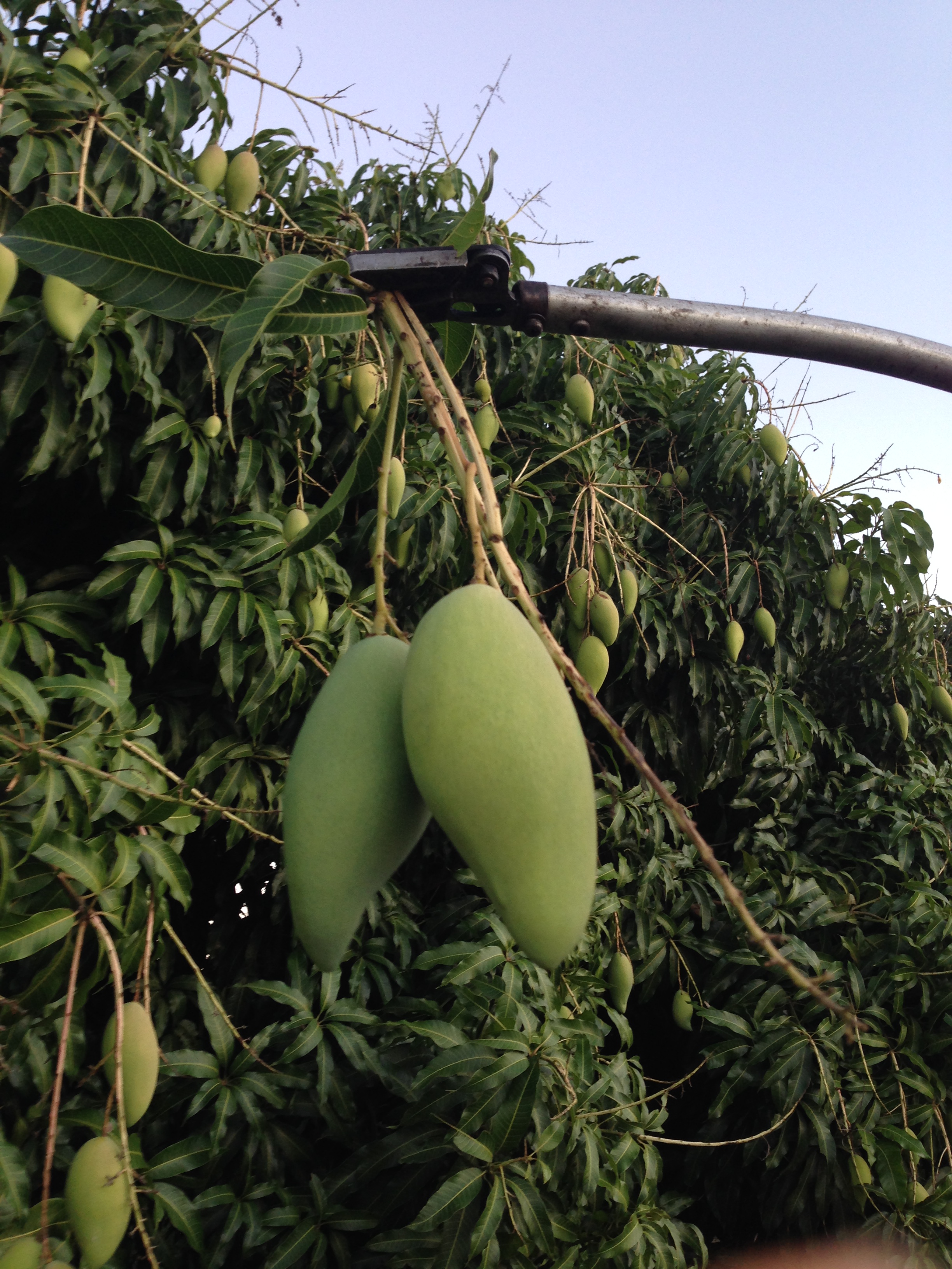 Forum: Looking Ckok Anan mango sicon wood.