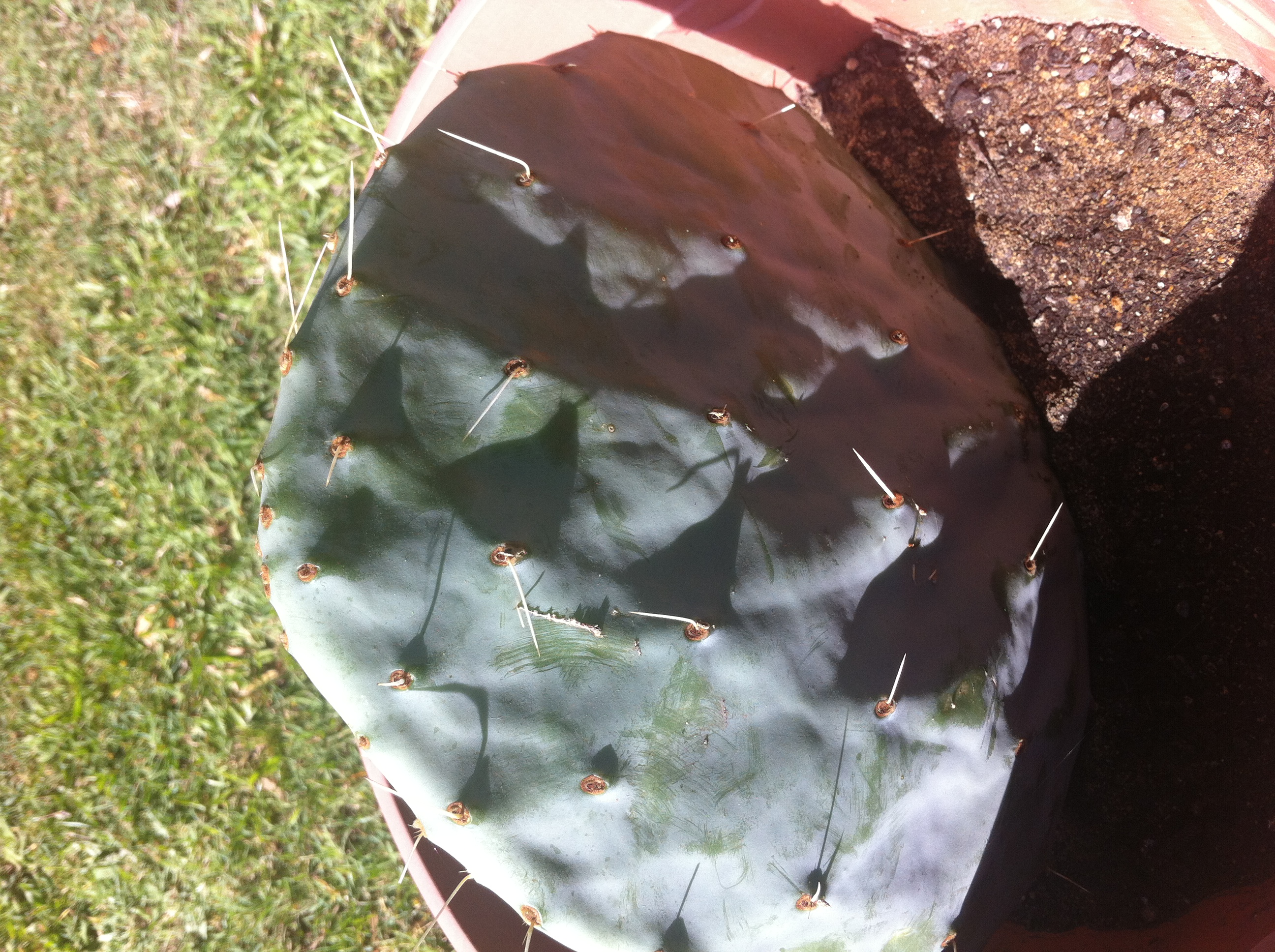 Forum: Luther Burbank\'s Opuntia