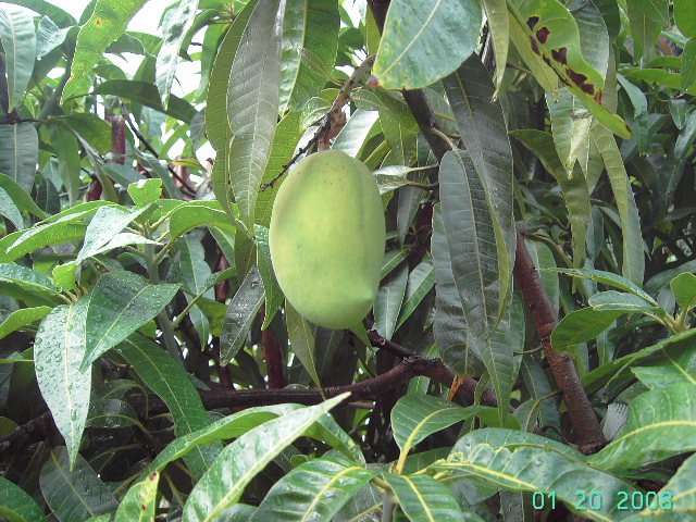 Jo3's Edible Backyard