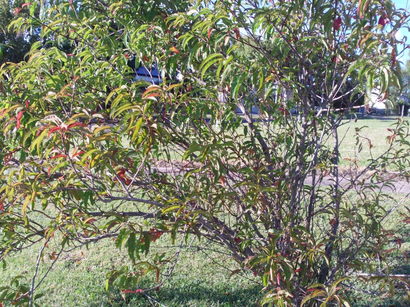 Forum: miniature peach ID