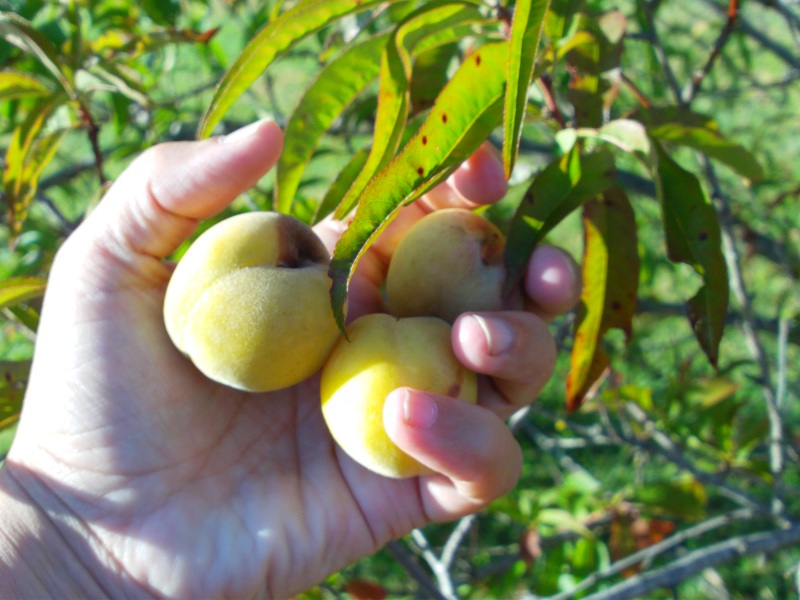 Forum: miniature peach ID