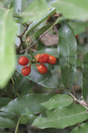 Forum: Muchinga-chinga - Dwaba Berry