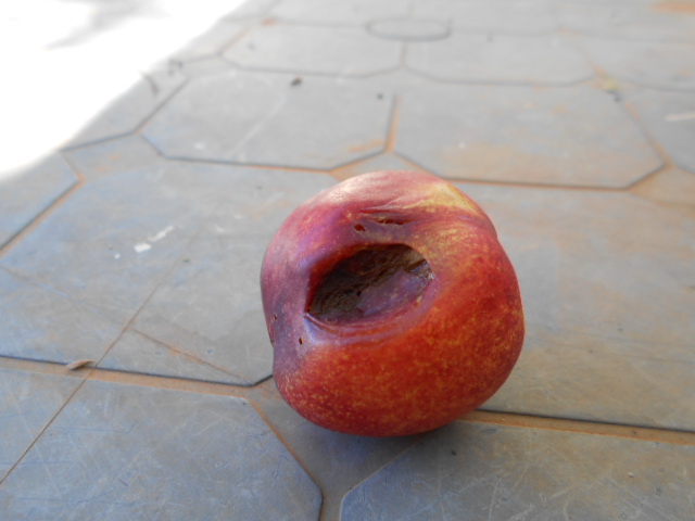 Forum: Nectarines Going Rotten