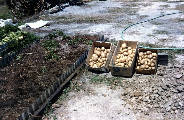 Forum: No-Dig Potatoes