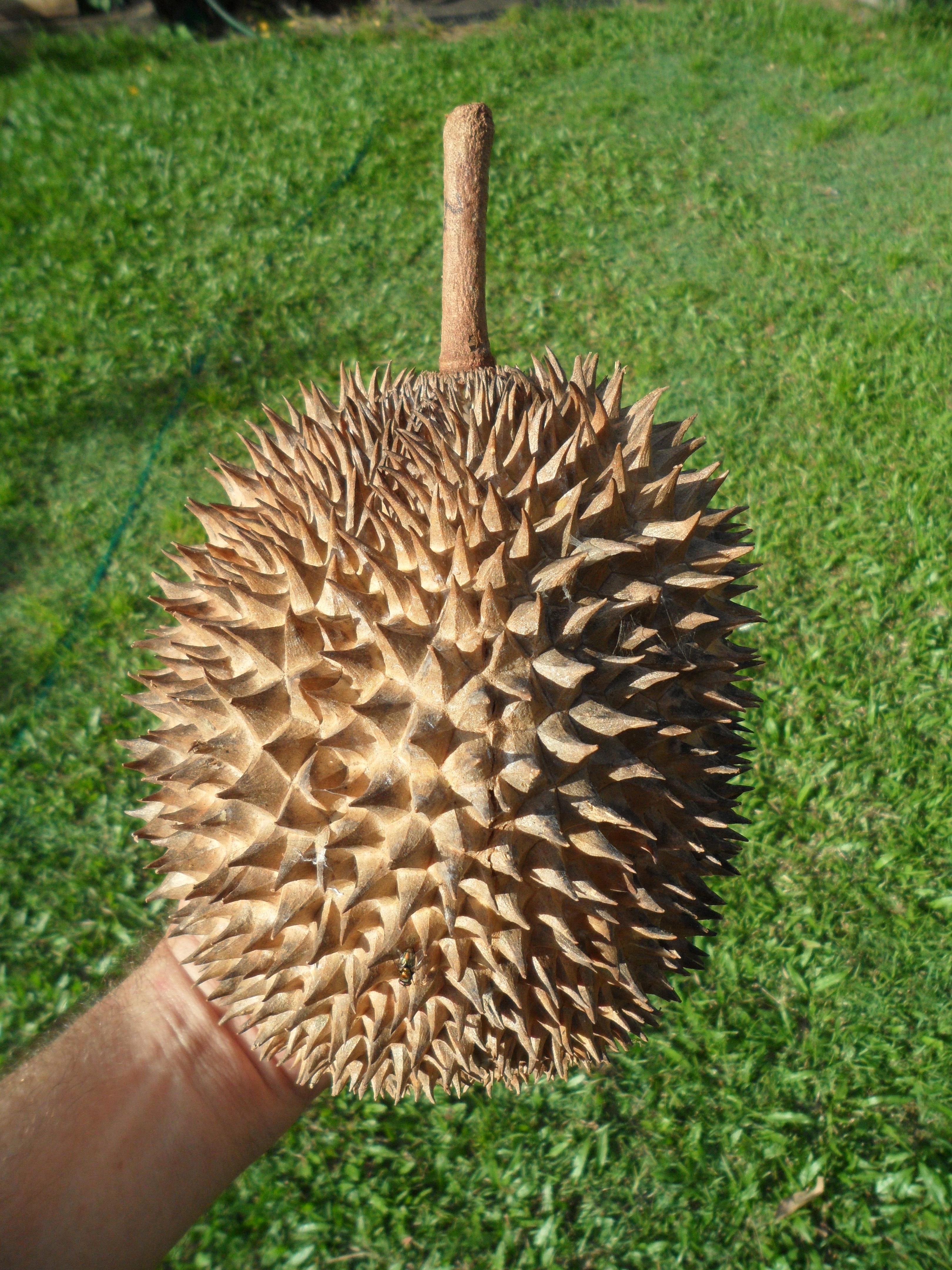 Forum Rare Fruit In Maket