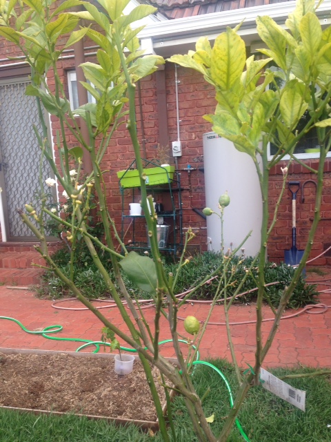 Forum: Sad lemon tree