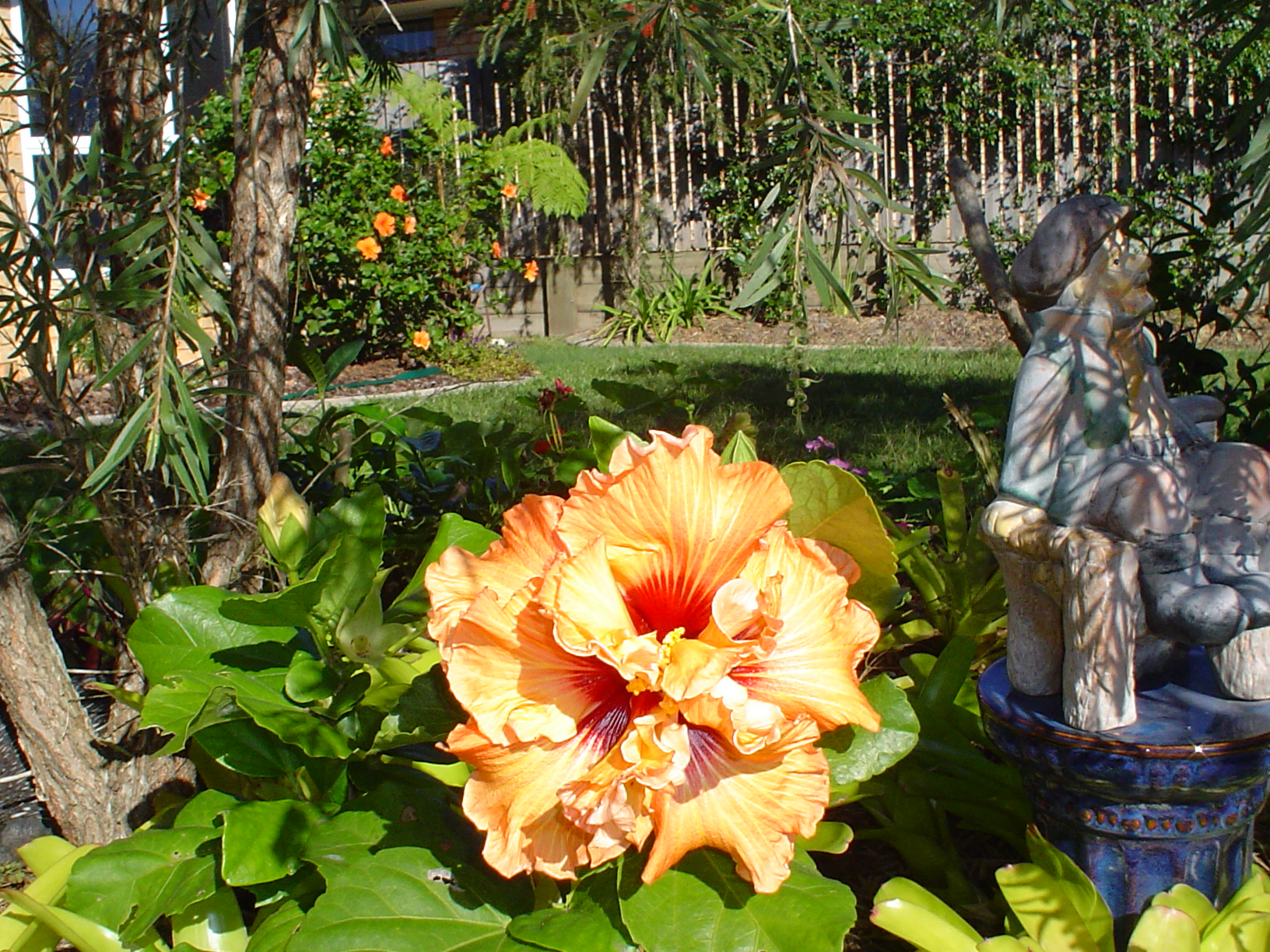 Forum: Sapote/Sapodilla