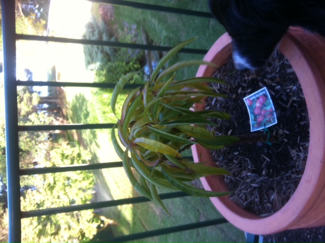 Forum: Sick nectarine