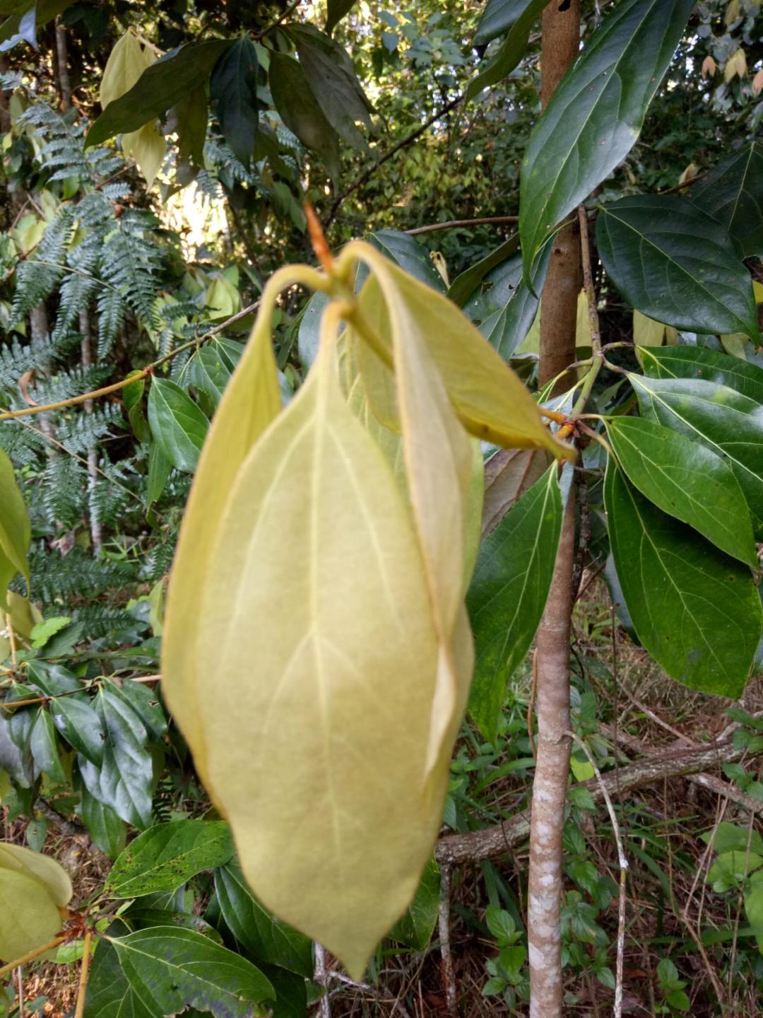 Fruit Tree Identification Guide