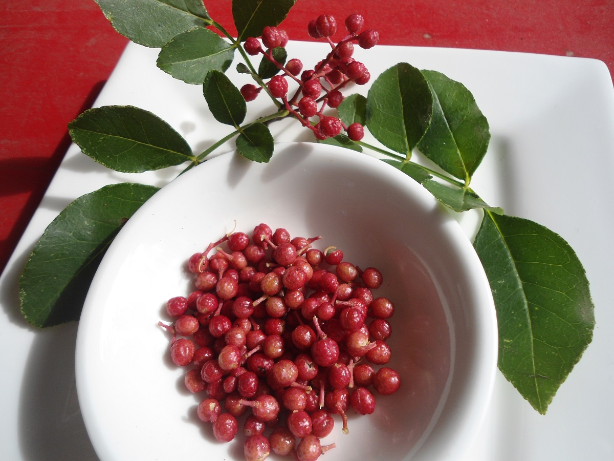 Forum: Zanthoxylum Seeds