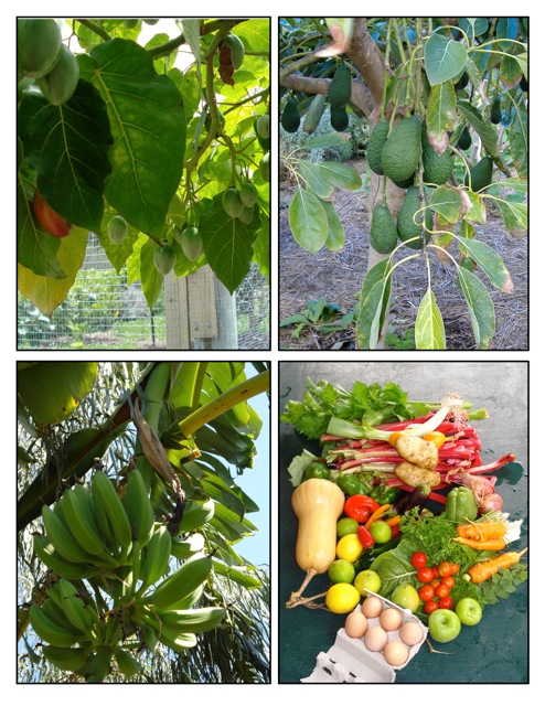 KathK's Edible Backyard