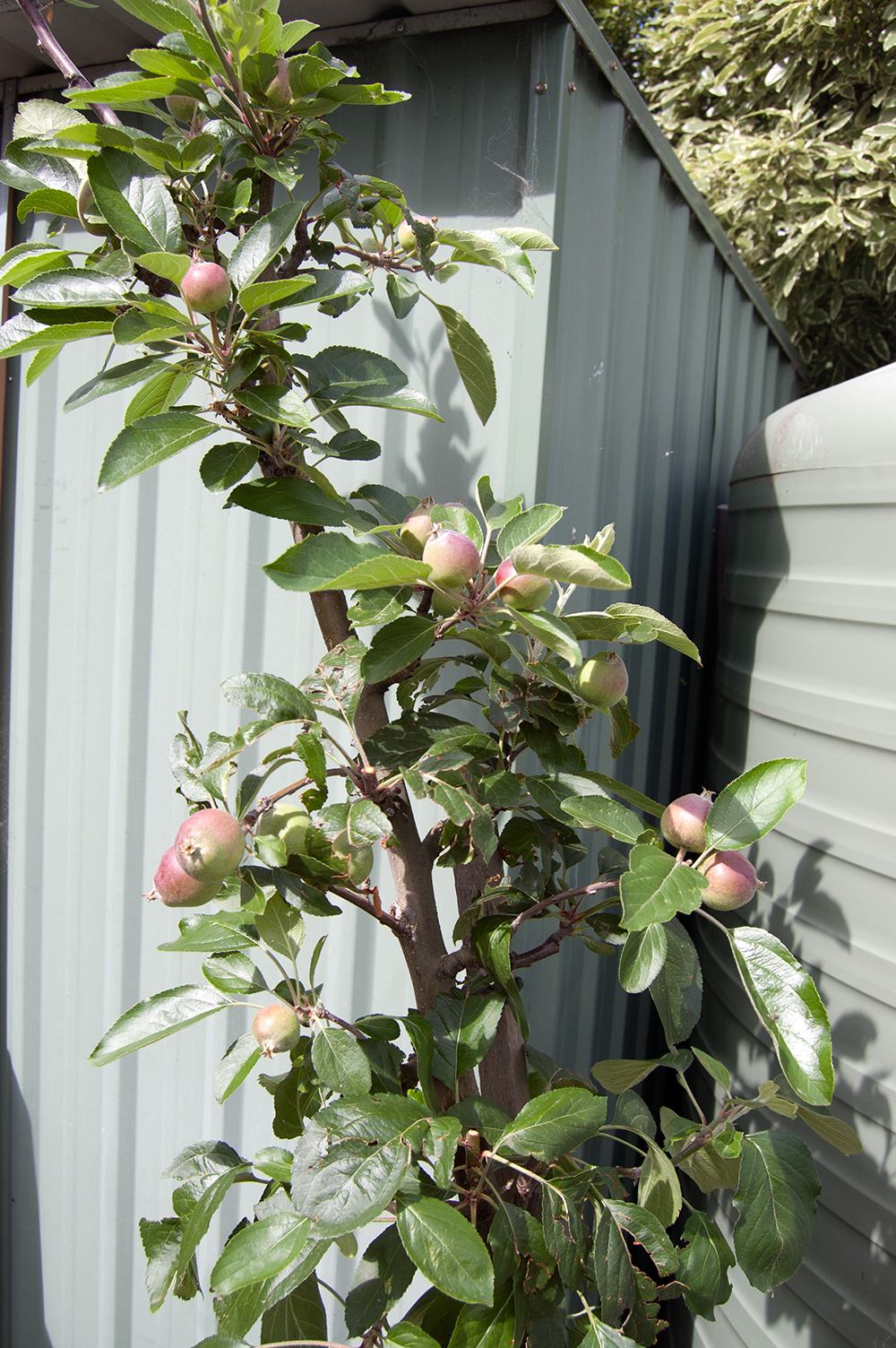My Edible Fruit Trees: Orange Trees