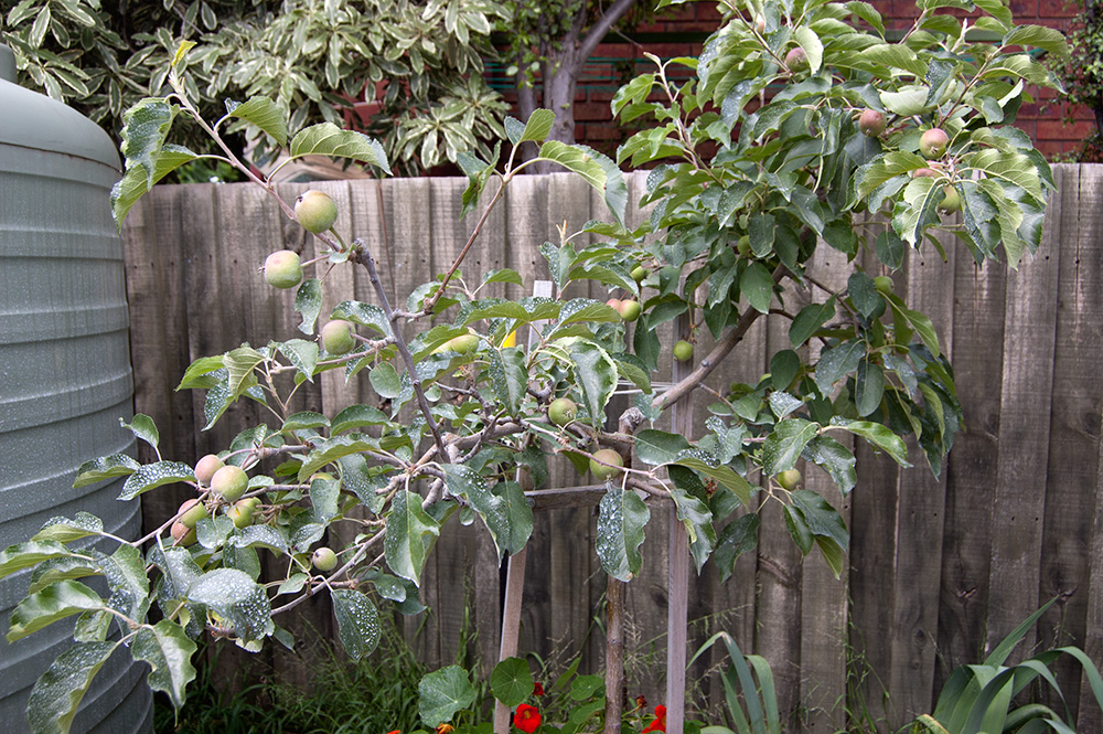 Apple Pink Lady Tree - Malus domestica