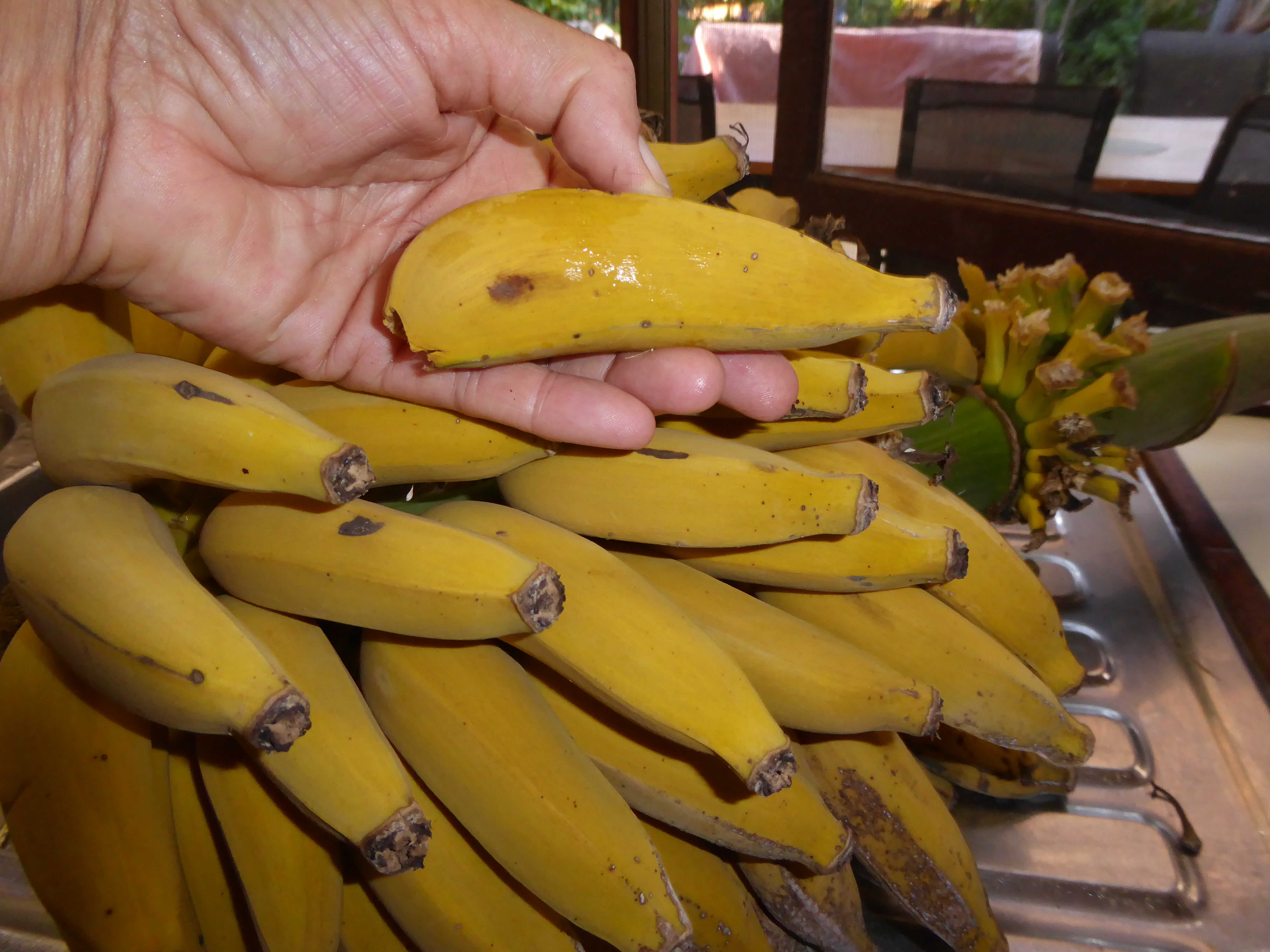 Banana Gold Finger Musa Acuminata