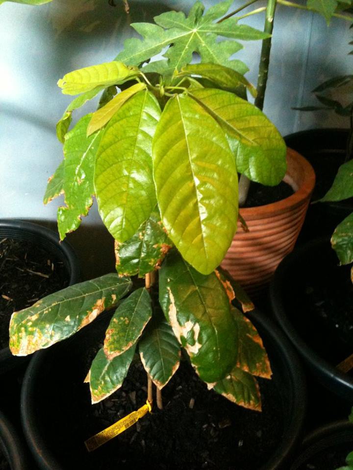 Buy Cacao Fruit Bean Tree or Plant - Theobroma cacao