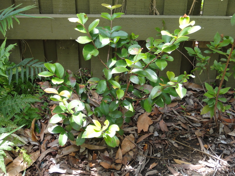 Cedar Bay Cherry - Eugenia reinwardtiana