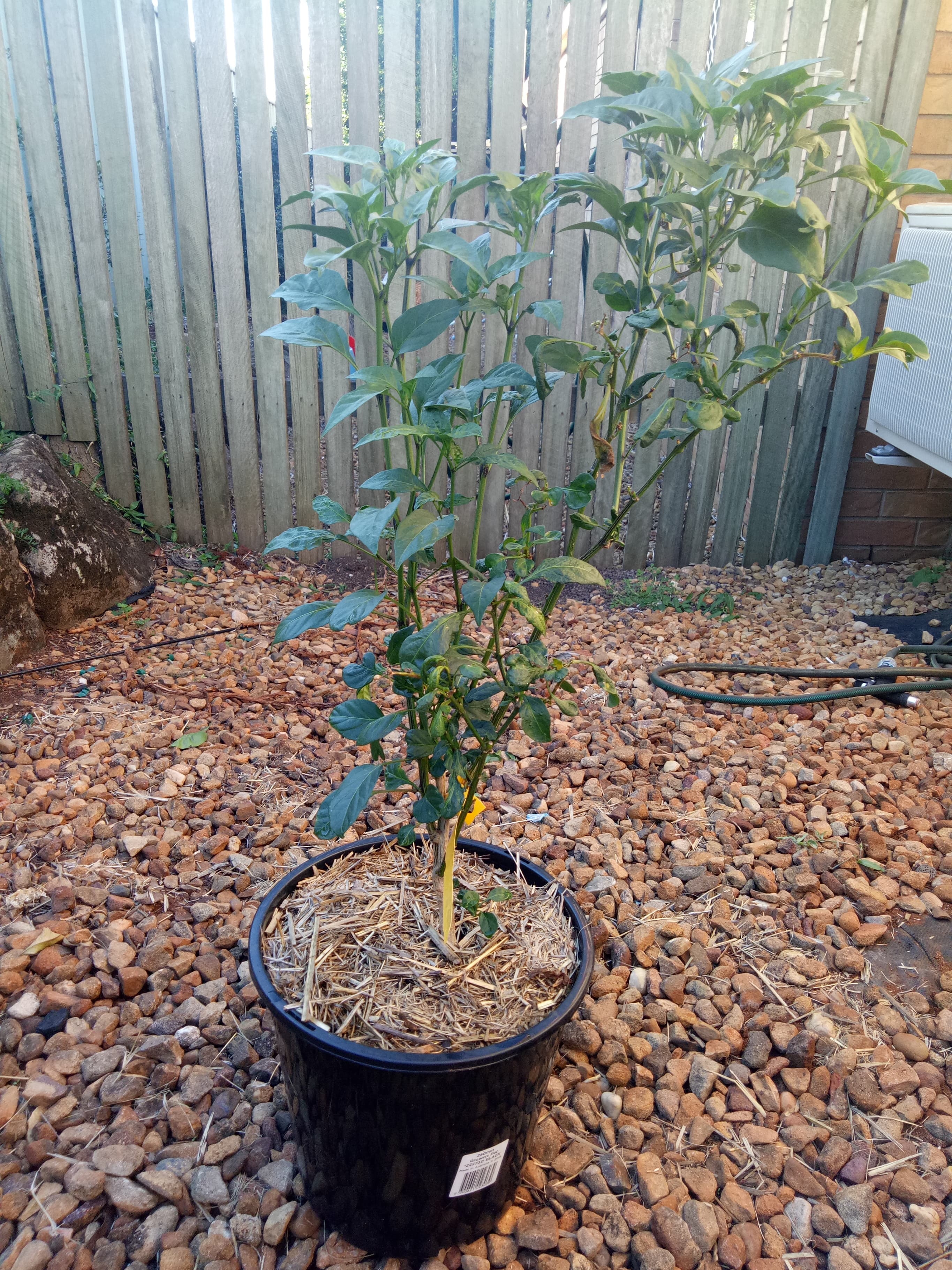 Birds Eye Chilli Plant - Capsicum frutescens