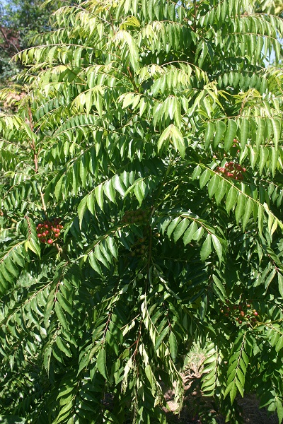 Curry Tree Herb - Murraya koenigii