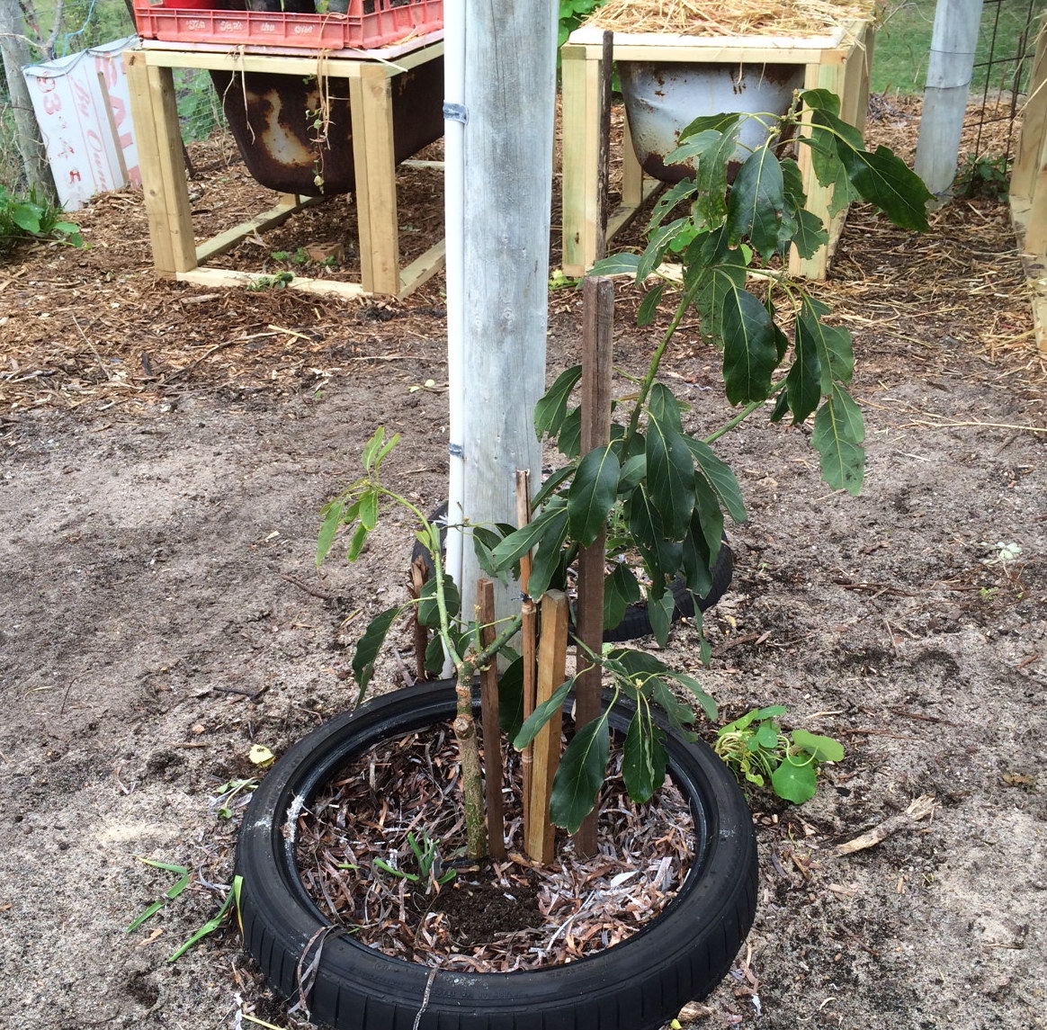Dwarf Avocado Wurtz (A) Tree - Persea americana