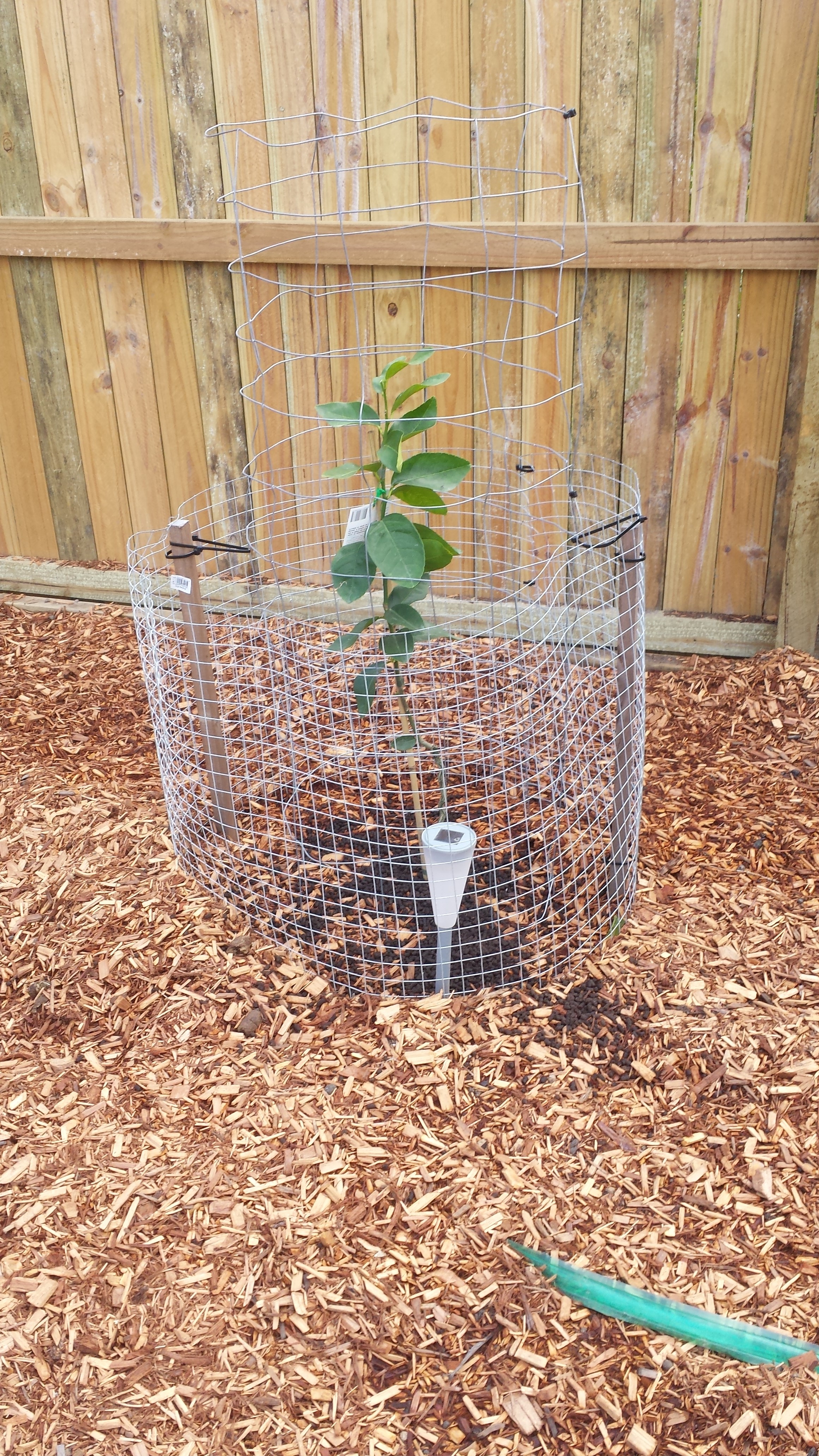 Dwarf Lime Tahitian Tree - Citrus latifolia