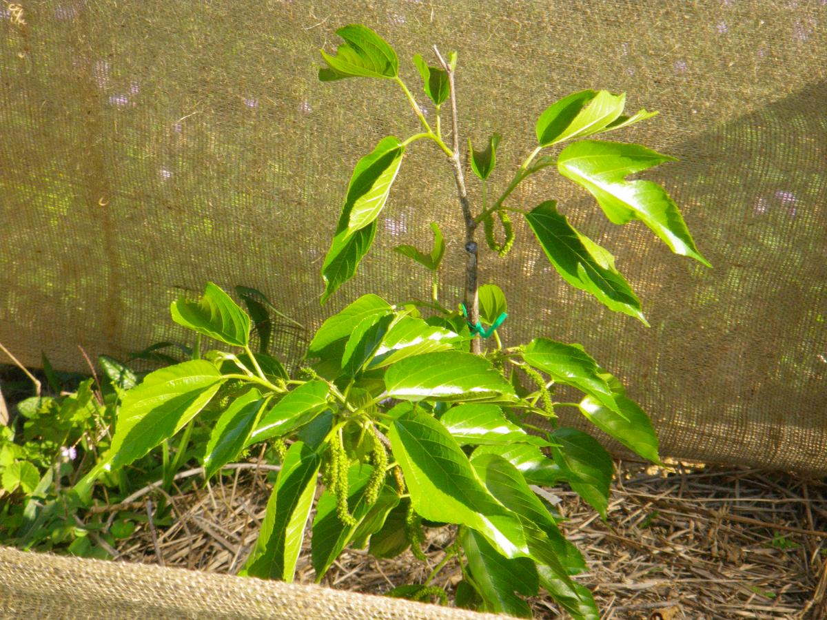 Dwarf Mulberry Tree Red Shahtoot