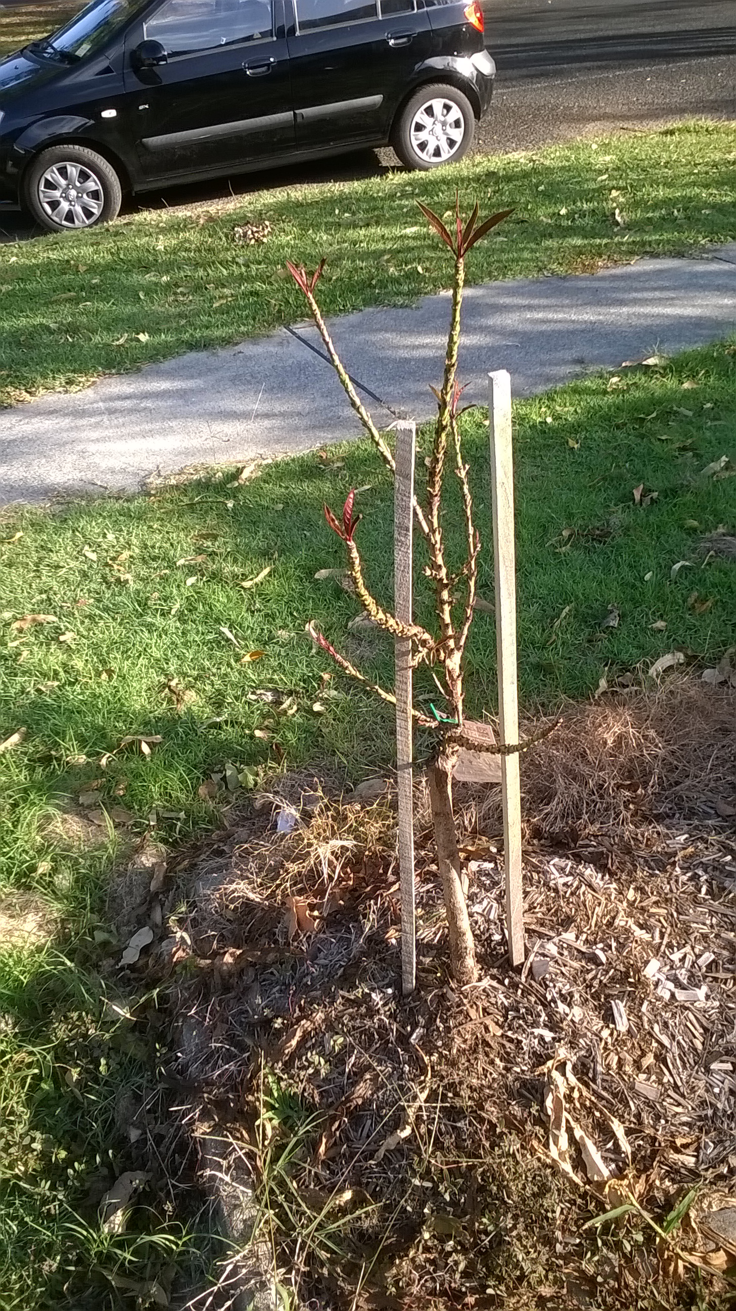 Dwarf Peach Tree Sunset Red Leaf Peach Low Chill, Prunus persica