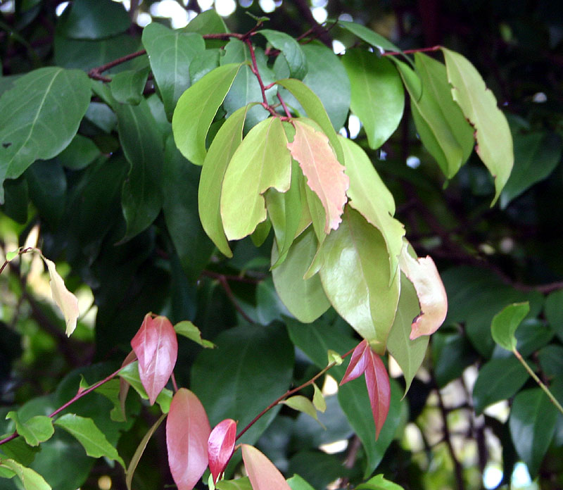 My Edible Fruit Trees: Plum Trees QLD