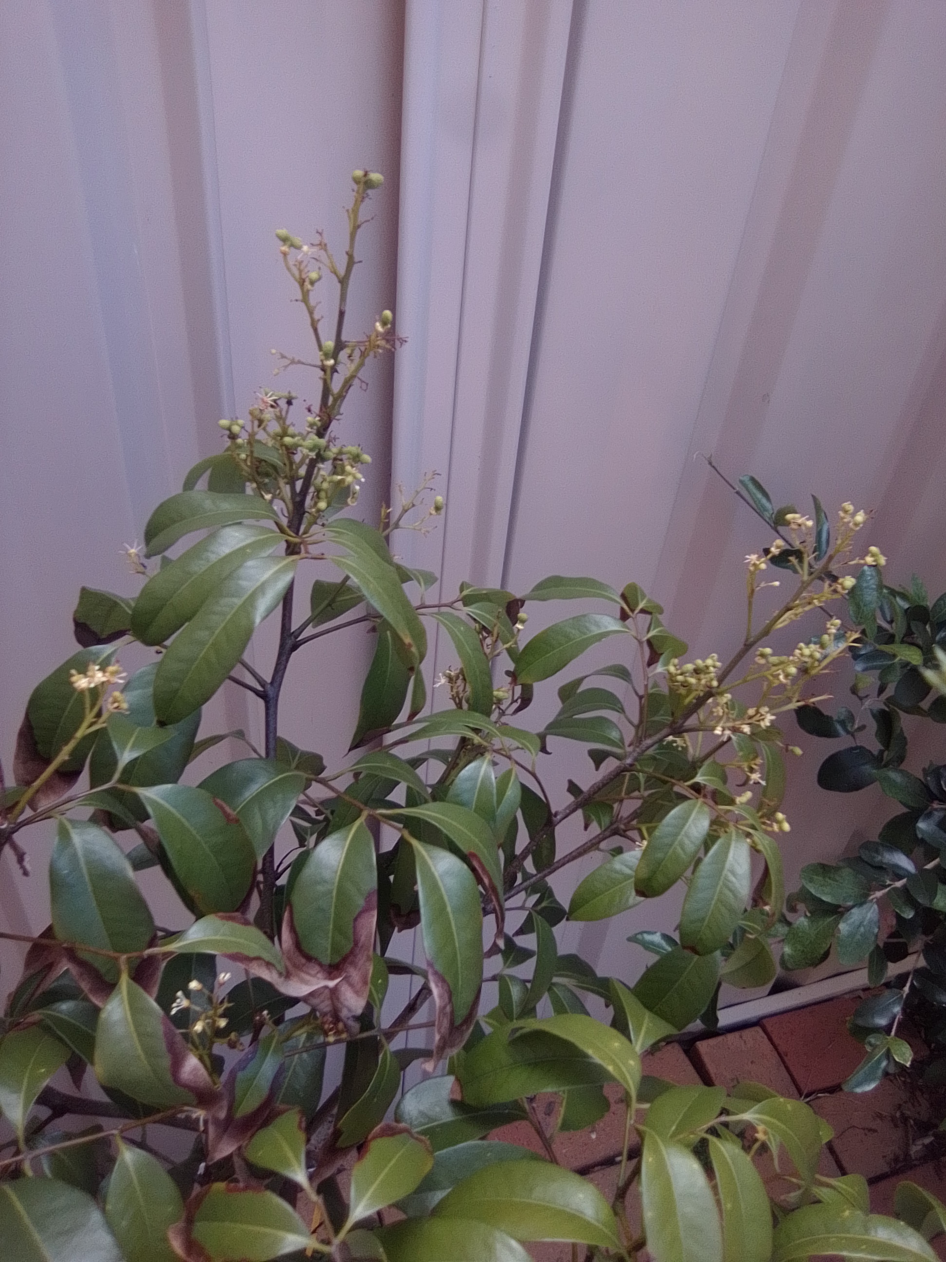 My Edible Fruit Trees: Lychee Trees