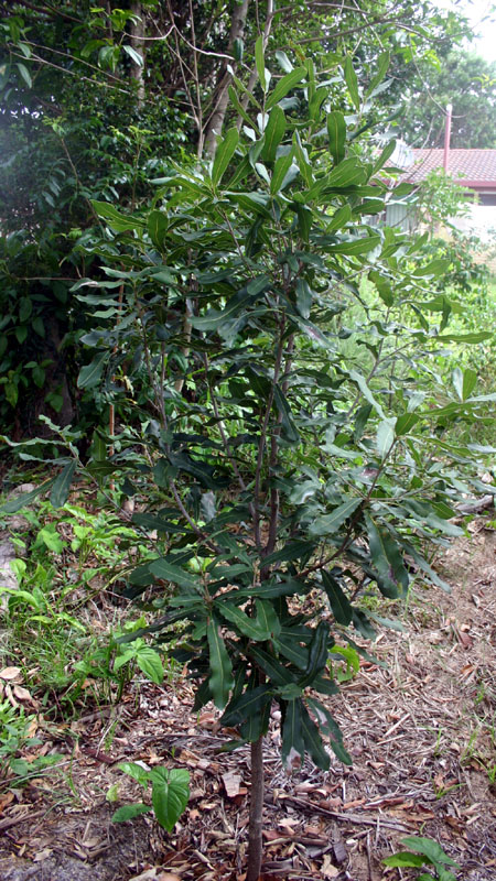 Macadamia 741 Tree - Macadamia integrifolia