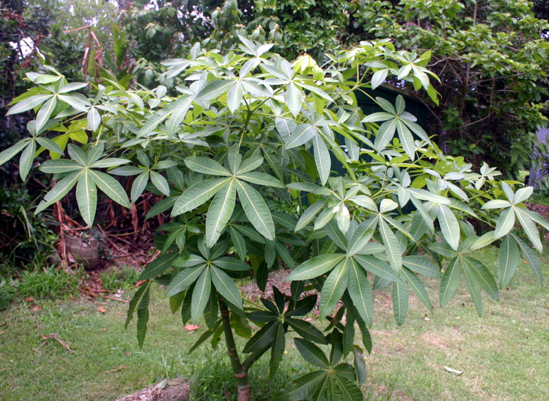 Malabar Chestnut - Pachira insignis