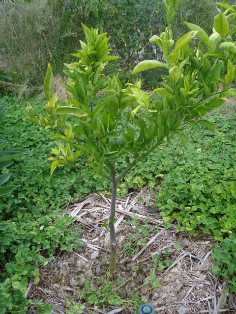 KathK's Edible Backyard