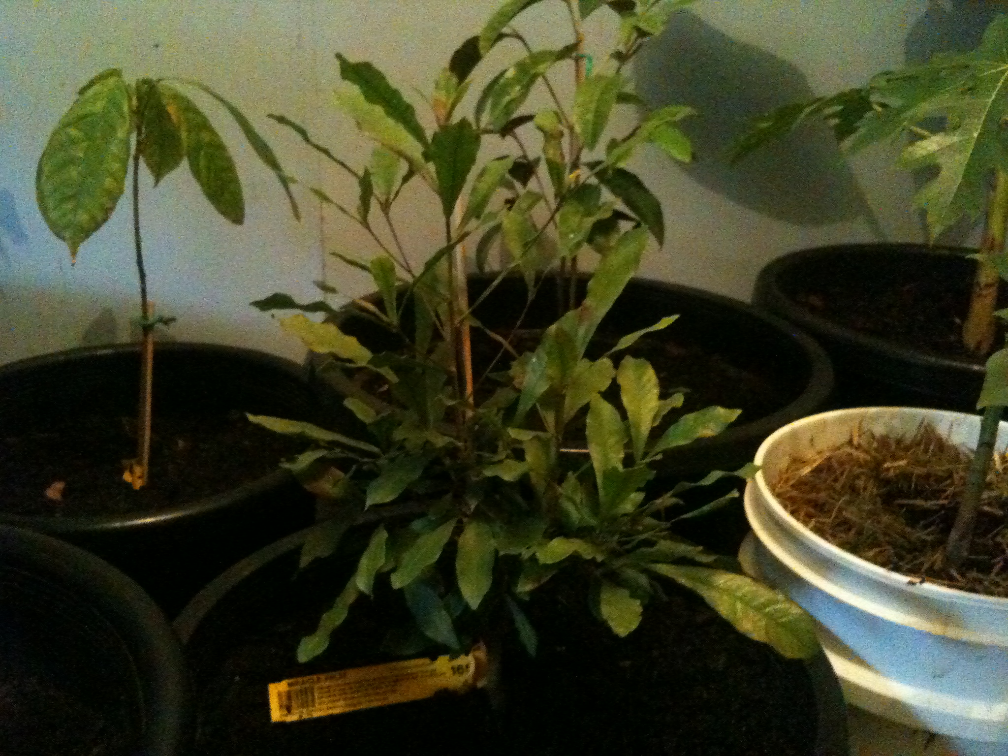 Miracle Fruit - Synsepalum dulcificum