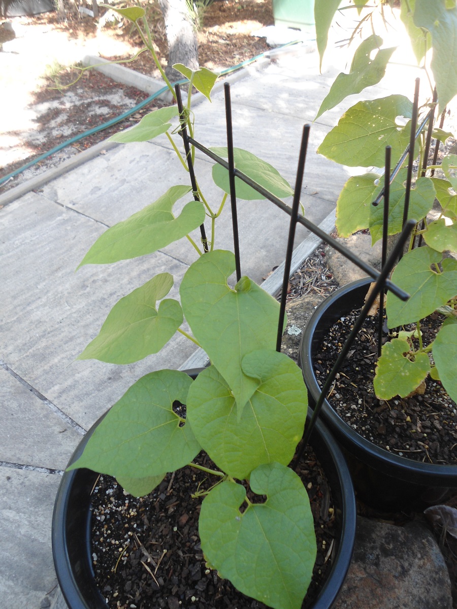 Linton's Edible Backyard