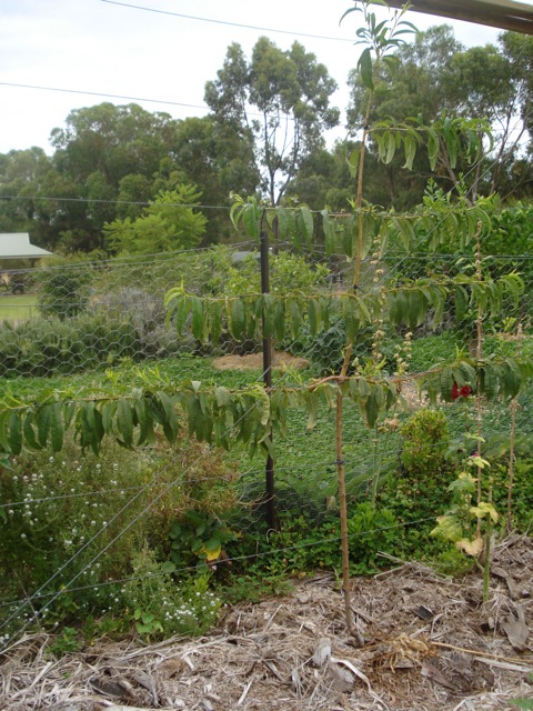 KathK's Edible Backyard