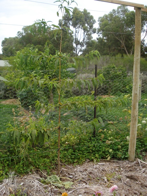 KathK's Edible Backyard