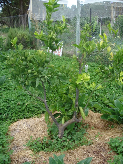 Orange Washington Navel Tree - Citrus sinensis